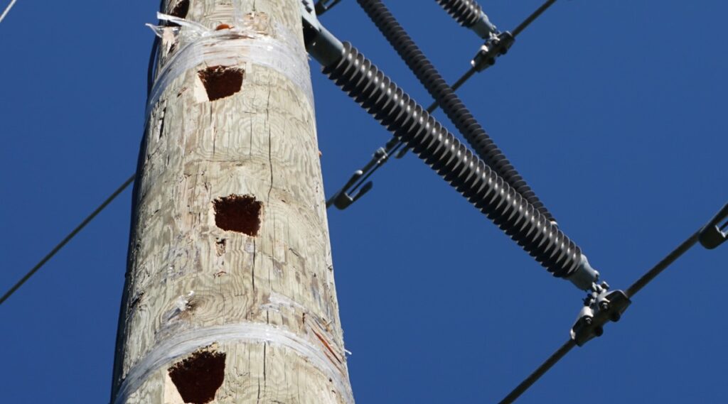 Utility Pole Technical Services | Resilient Structures